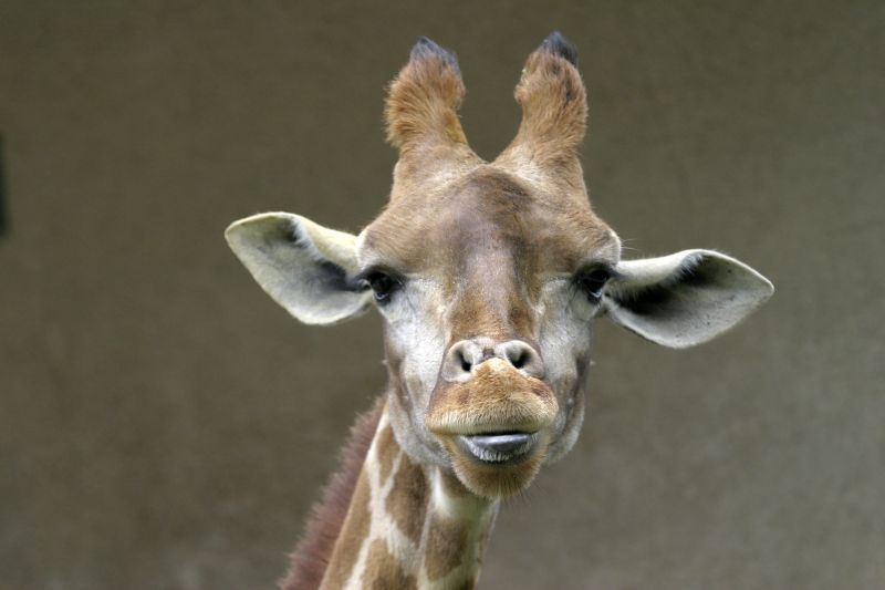 Neunkircher Zoo | Tourismus- und Kulturzentrale des Landkreises Neunkirchen